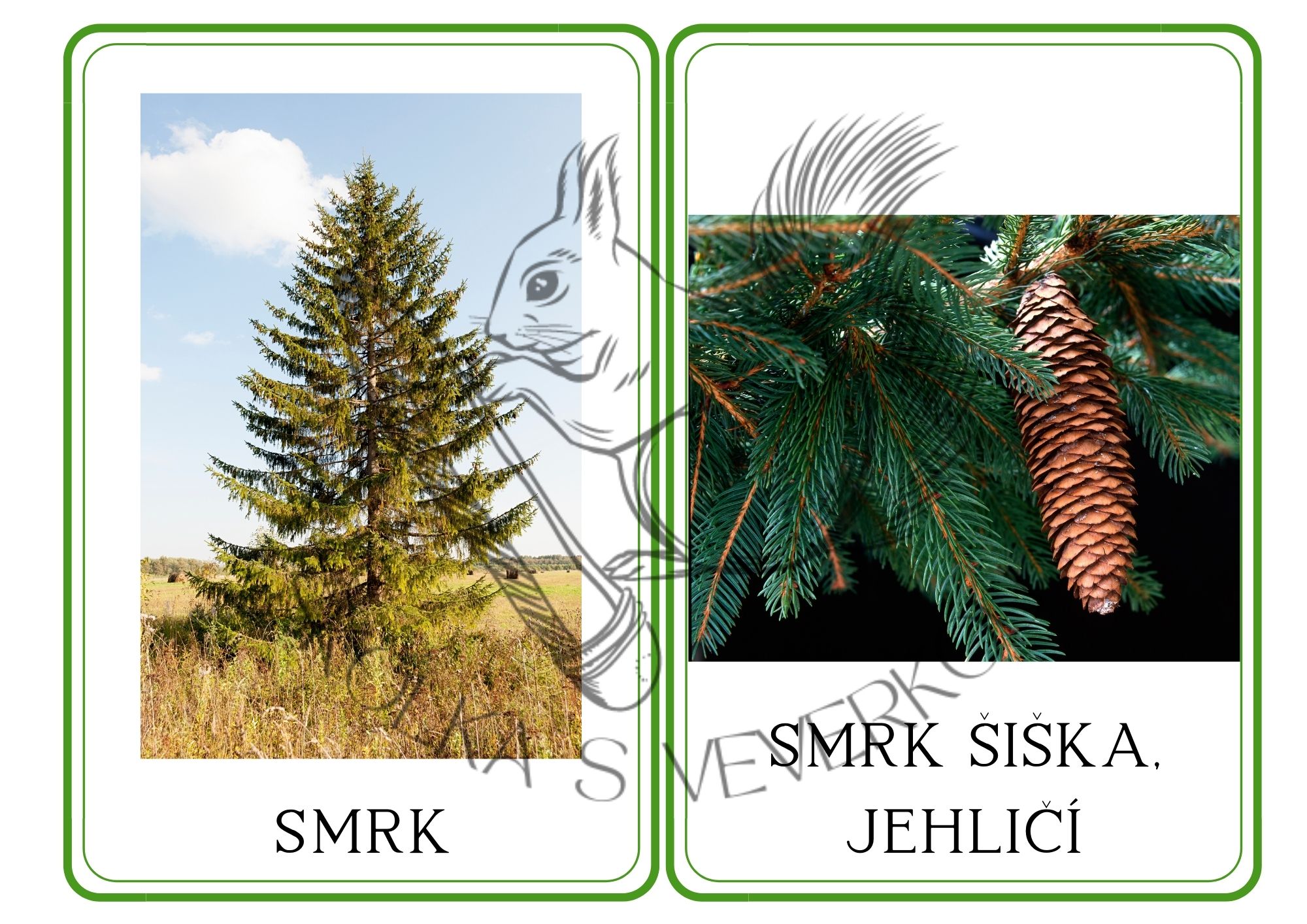 STROMY - demonstrační obrázky - Prvouka | UčiteléUčitelům.cz